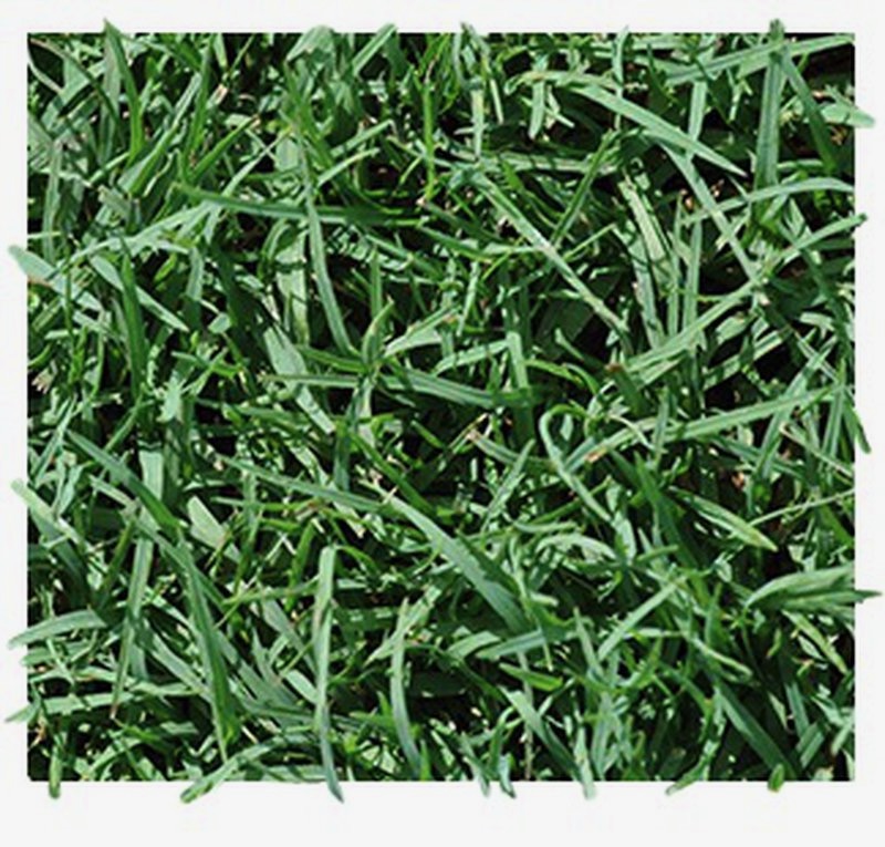 BIMINI® Bermuda Sod | Big Earth Landscape Supply