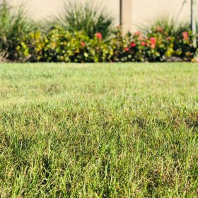 Bahia Sod Pallet | Big Earth Supply