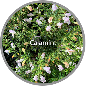 Garden Center | Big Earth Supply