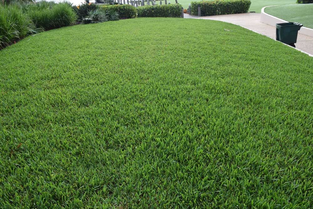 Shade Tolerant Sod | Big Earth Landscape Supply